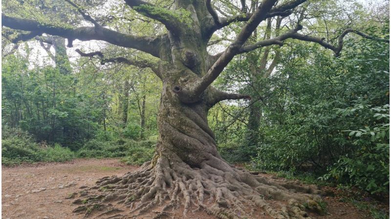 Platinum Jubilee: Cornwall's twisted tree chosen for Ancient Canopy ...