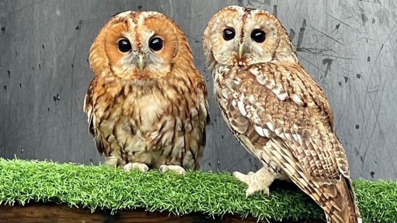 Suffolk Owl Sanctuary pair fly down 'wedding aisle' after rescue - BBC News