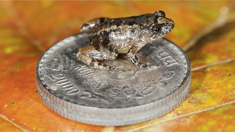 Meet the frog that can sit on a thumbnail - BBC News