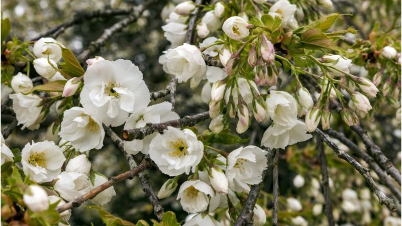 Blossom: Which is your favourite flowering tree or bush? - BBC Newsround