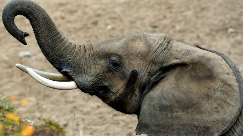 Des défenses d'éléphants saisies au Tchad - BBC News Afrique