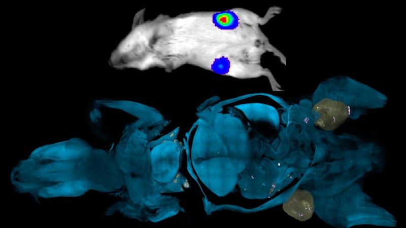 Transparent mouse could improve cancer drug tests - BBC News
