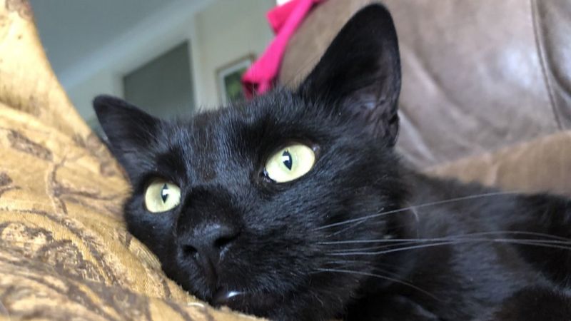 Cat of The Year Awards: Inspiring tails of the UK's finest felines ...