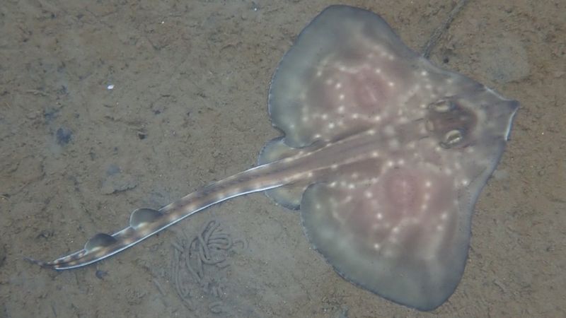 Protected status for flapper skate 'nursery' off Skye - BBC News