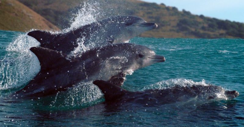 Blue Planet II: 22 things to know about the new series - BBC News