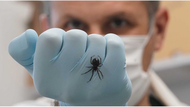 Do people really swallow spiders in their sleep? - BBC News