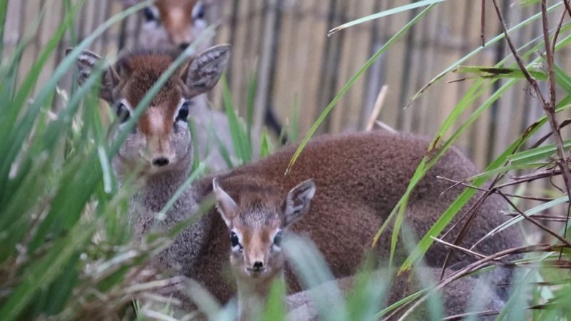 Paignton Zoo welcomes arrival of 'Bambi-like' antelope calf - BBC News