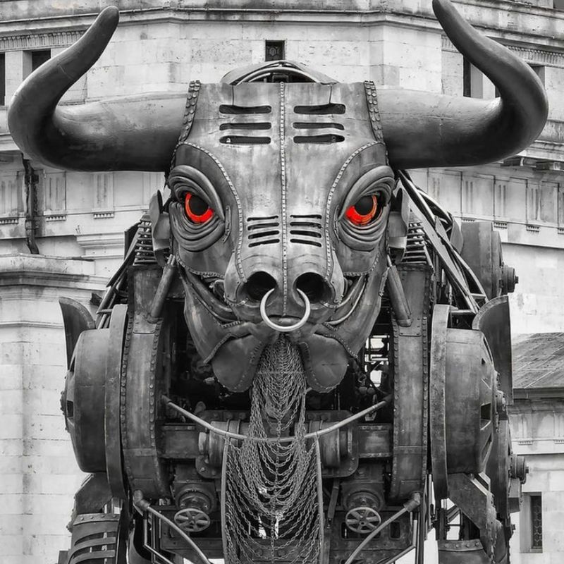 Birmingham bull: Photographers share images on Instagram - BBC News