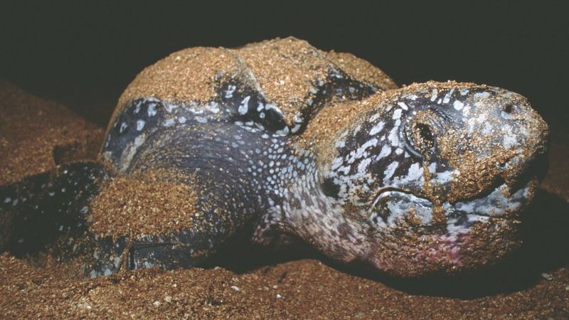 10 years to save 'world’s most threatened sea turtle' - BBC News