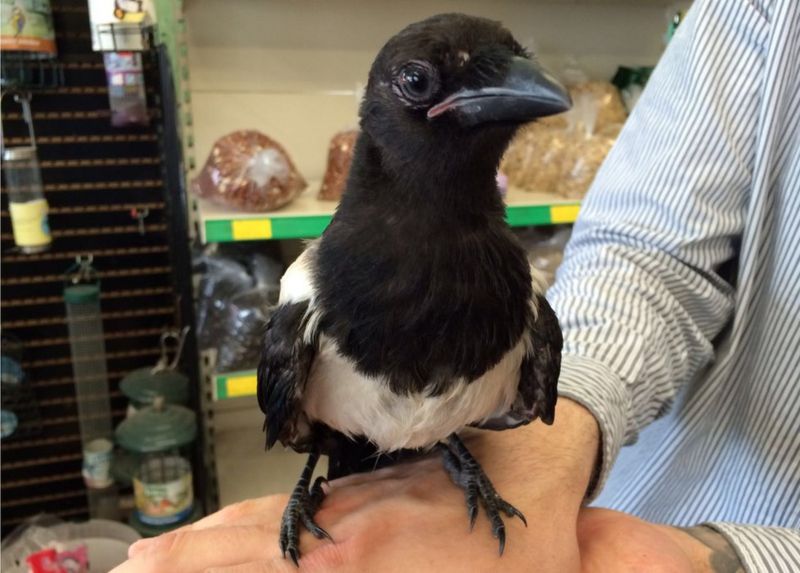 Pet shop owner bonds with rescued baby magpie Pica - BBC News