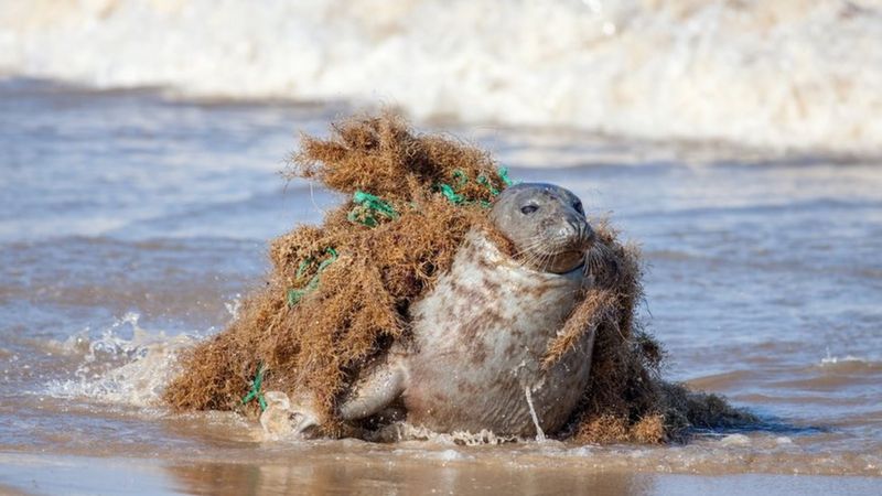 Plastics an 'unfolding disaster' for US marine life - BBC News