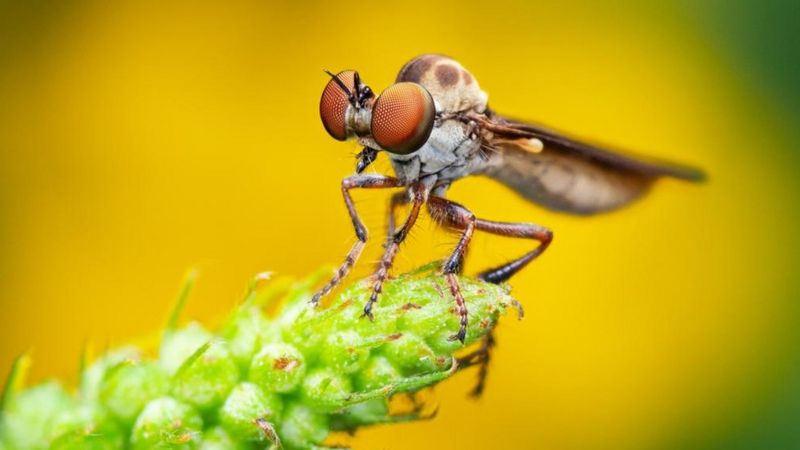 Insects: Check out these amazing super close-up bug photos! - BBC Newsround