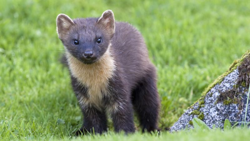 First rare pine martens relocated to mid Wales - BBC News