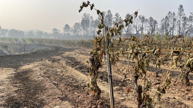 Wildfires: Provence wine producers assess impact of destruction - BBC News