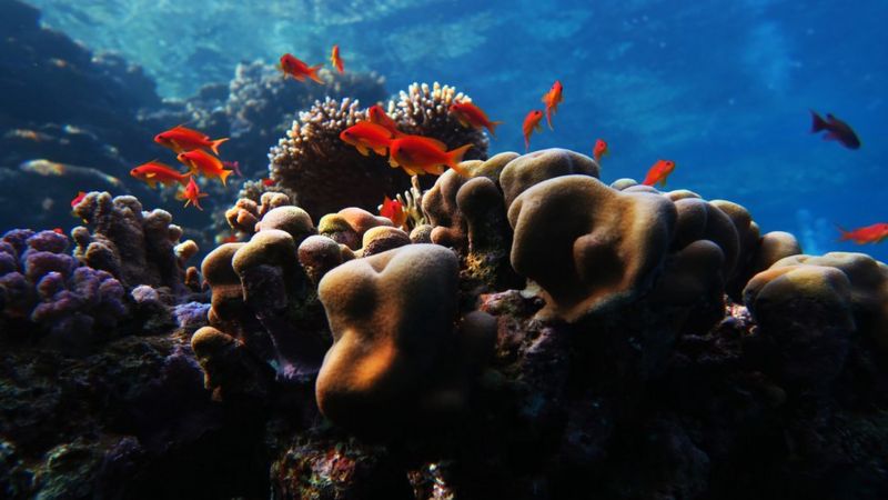 Coral reefs 'weathered dinosaur extinction' - BBC News