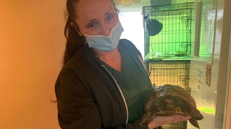 Fridge hibernation best thing for tortoises, says Shifnal vet - BBC News
