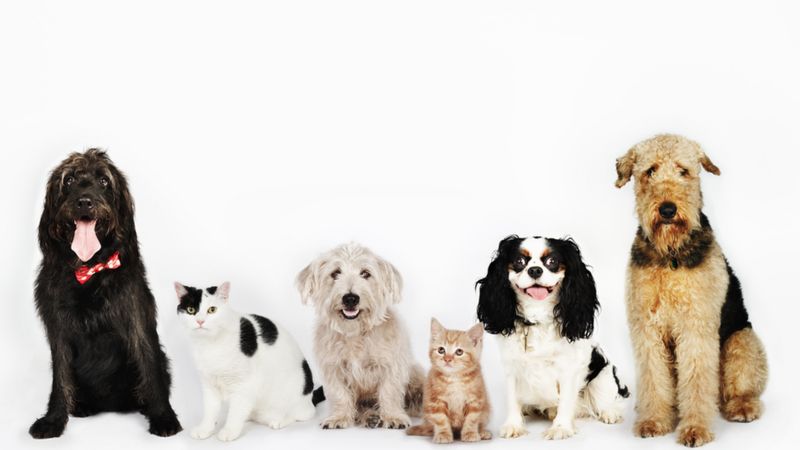 Pets to be recognised in BBC Make a Difference awards - BBC News