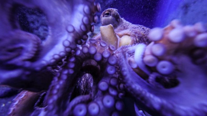 10 datos increíbles sobre los pulpos que quizá no conocías - BBC News Mundo