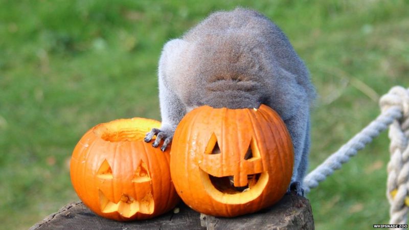 Halloween: Zoo animals get a spooky surprise! - BBC Newsround