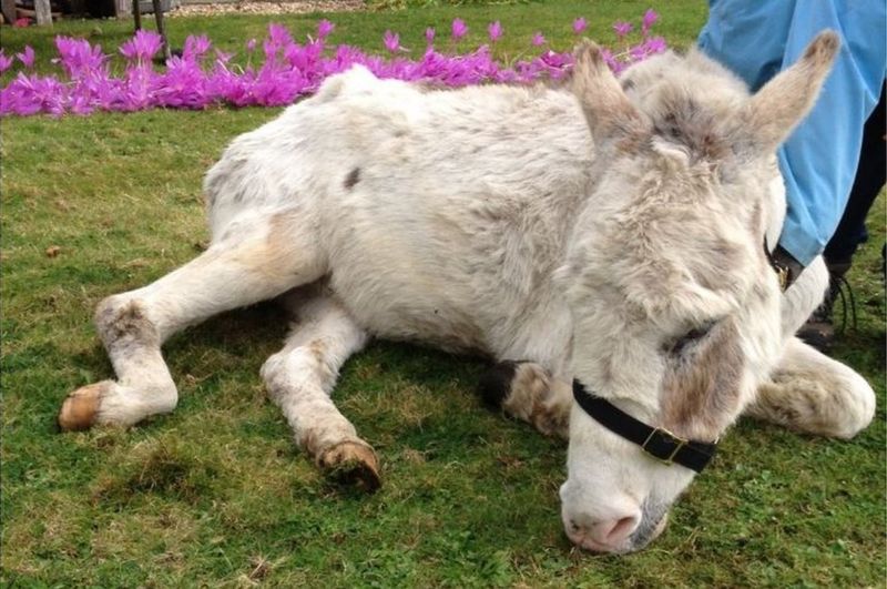 Firefighters rescue donkey from kitchen floor after fall - BBC News