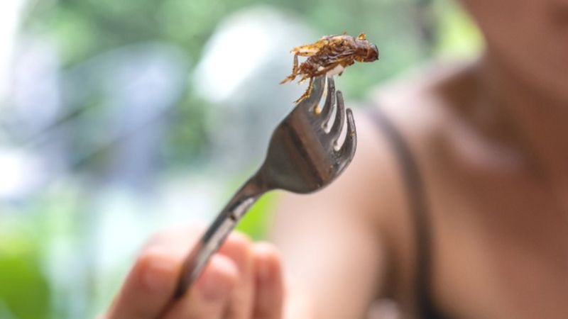 Insects find their way onto Italian plates despite resistance - BBC News