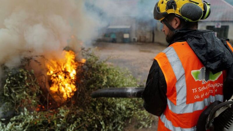 Deadly olive tree disease across Europe 'could cost billions' - BBC News