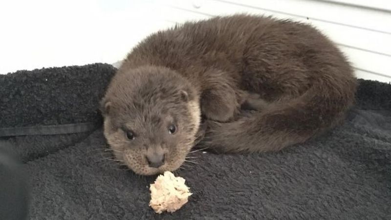 Orphaned baby otter in roadside rescue - BBC News