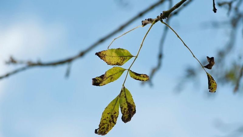 Ash dieback: Deadly tree fungus spreading 'more quickly' - BBC News