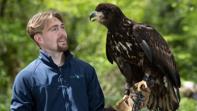 Rare white-tailed sea eagle brought to Isle of Wight - BBC News