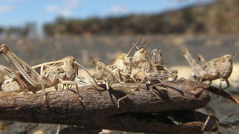 Locusts destroy crops in 'worst invasion in Sardinia for 60 years ...