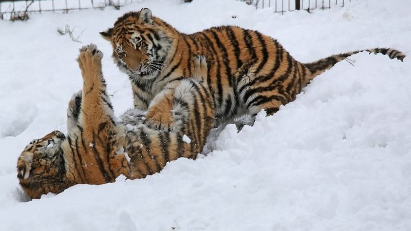 In pictures: Park's tiger cubs revel in wintry weather - BBC News