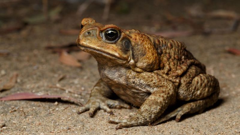 Australia: How 'bin chickens' learnt to wash poisonous cane toads - BBC ...