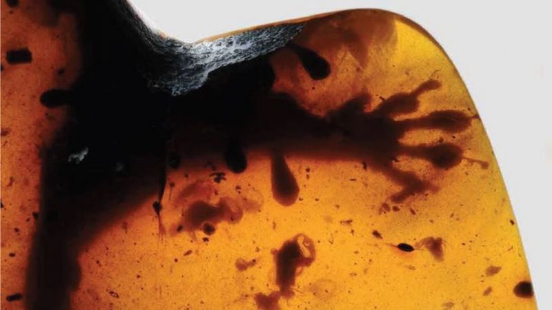 Amber-trapped lizard fossils reveal 'lost world' - BBC News