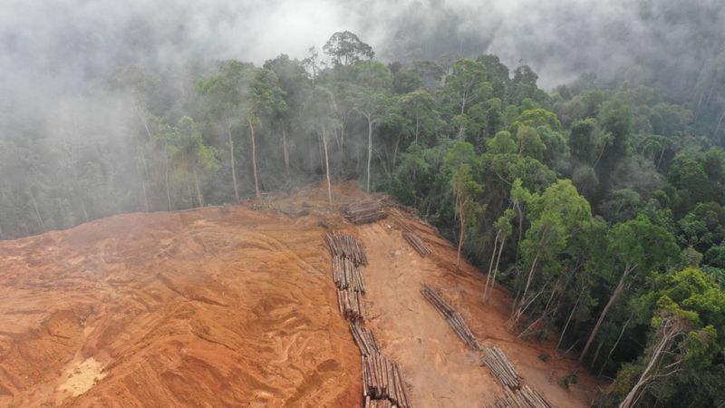 Unsustainable logging, fishing and hunting 'driving extinction' - BBC News