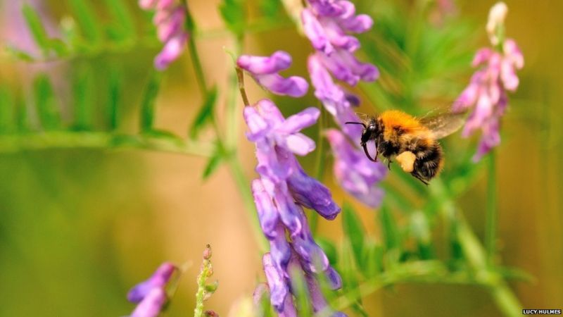 Flower-rich habitat boosts survival for bumblebees - BBC News