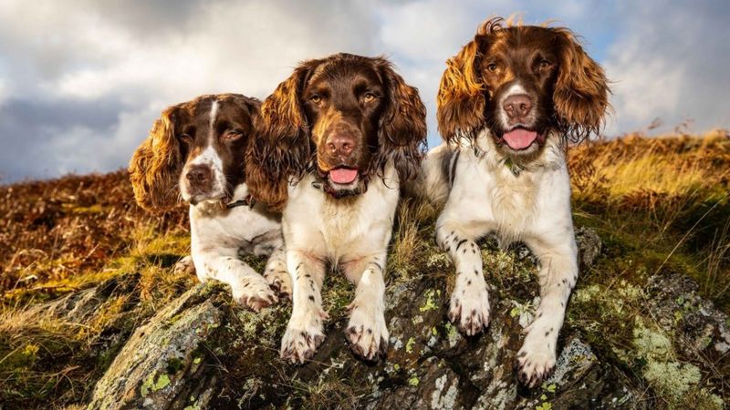 Going for a Lake District walk with Max the Miracle Dog - BBC News