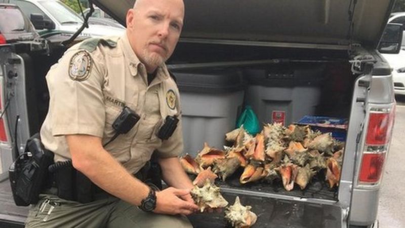 Loved to death: Turks and Caicos' battle to save the queen conch - BBC News