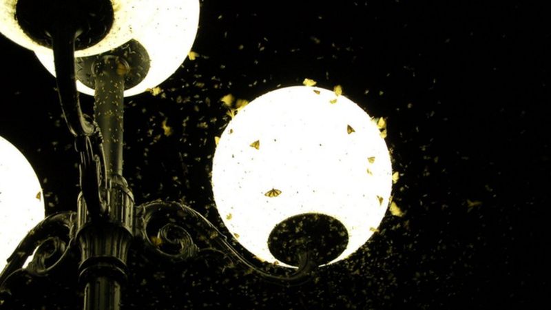 Why are bugs attracted to light? - BBC Newsround