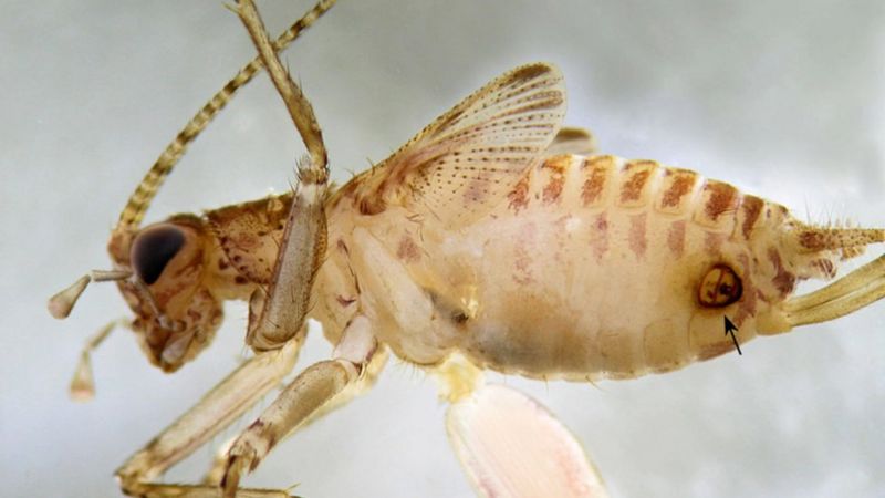 Wafahamu wanyama watano ambao hufa baada tu ya kujamiiana - BBC News ...