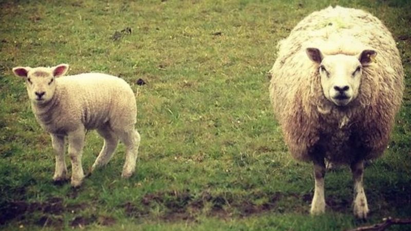 Sheep rustlers and bank robbers: The changing face of crime - BBC News