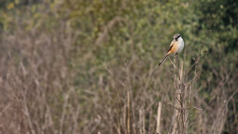 My Day: Prakash the Bharatpur bird guide - BBC News