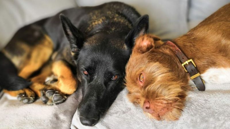 After Life: Meet the owners of Netflix's number one dog - BBC News