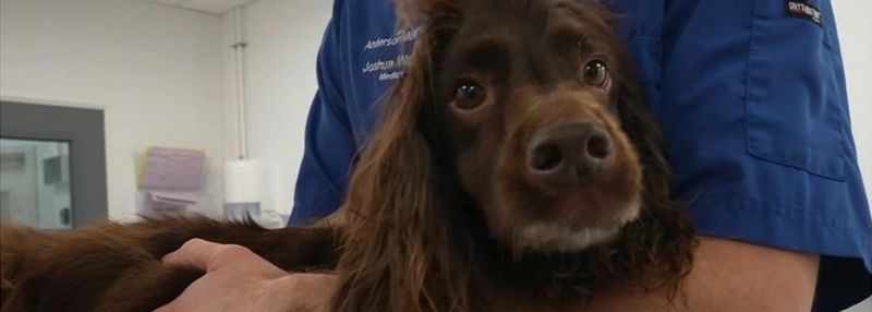 Alabama rot: Warning over 'surge' in deadly dog disease cases - BBC News