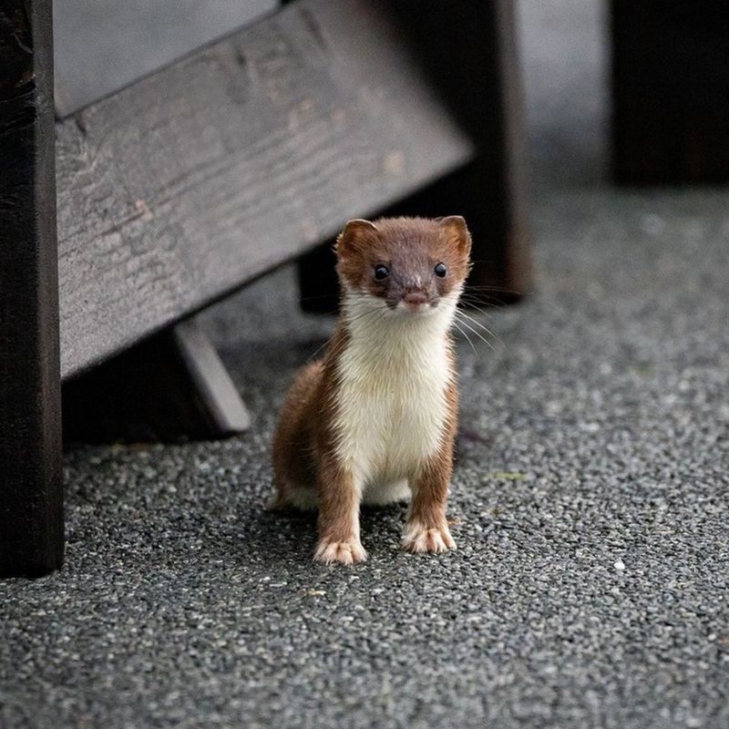 Your pictures of Scotland 28 August - 4 September - BBC News