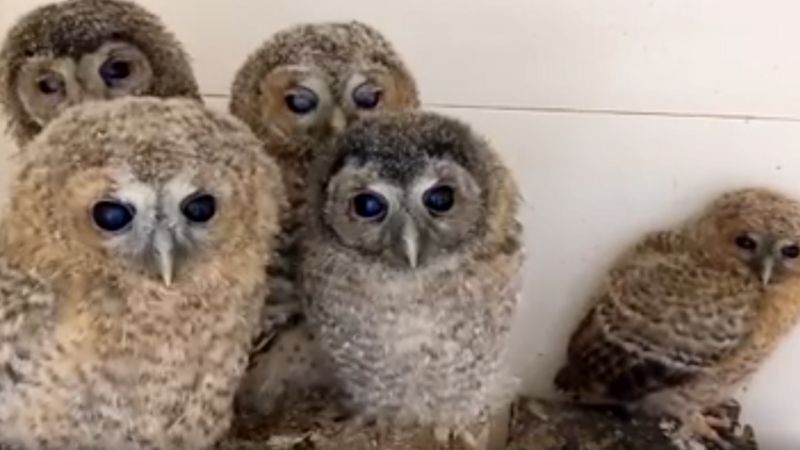 Suffolk Owl Sanctuary pair fly down 'wedding aisle' after rescue - BBC News