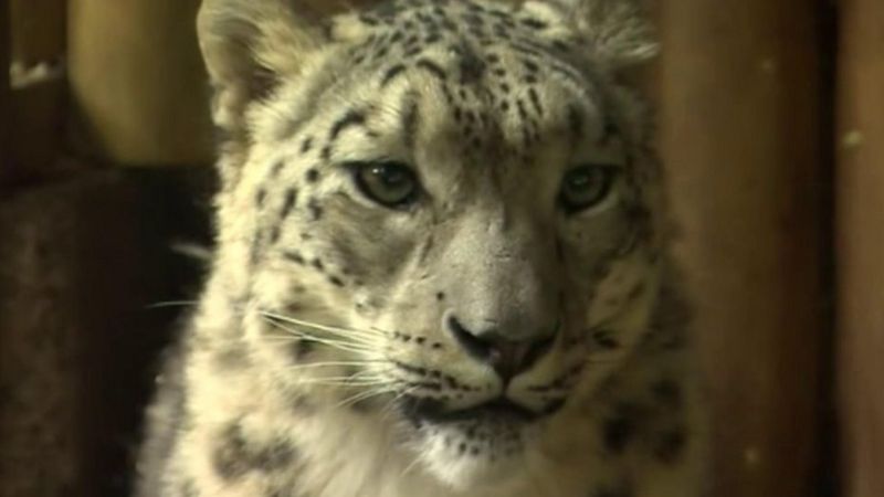 Snow leopard no longer 'endangered' - BBC News