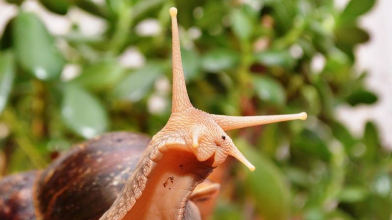 'Extinct' partula snails released back into the wild - BBC Newsround