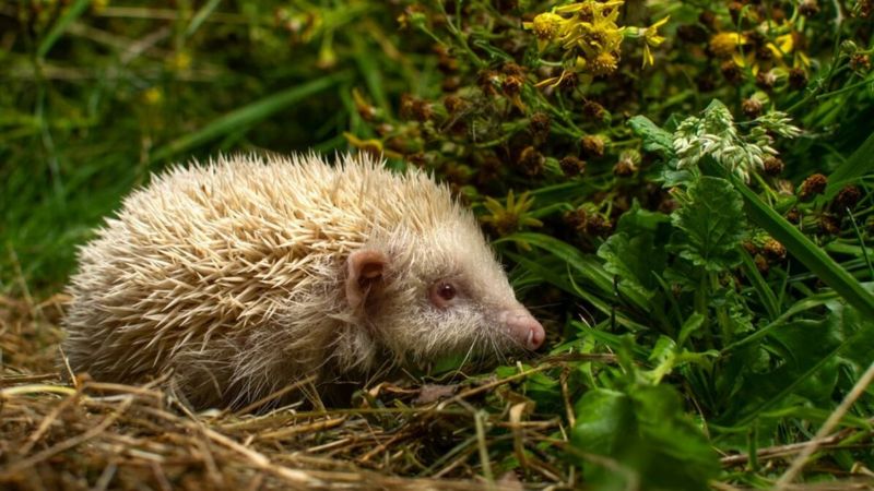 Boy, 6, saves rare albino hedgehog found in Otley - BBC News