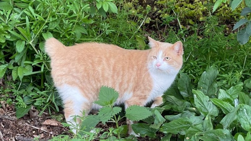 University of East Anglia's campus cat helps raise money for charity ...
