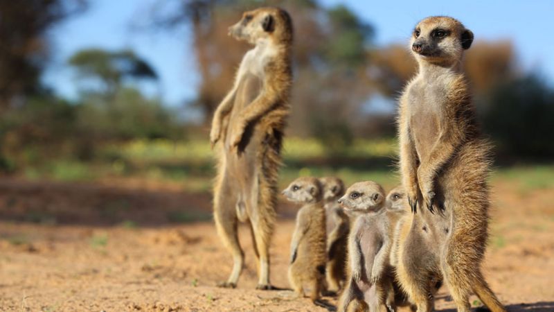 Animals With Cameras: Capturing the secrets of the wild - BBC News